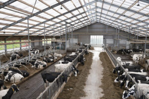 Why Cooling Matters for Dairy Cows in the Middle East - Caldofreddo